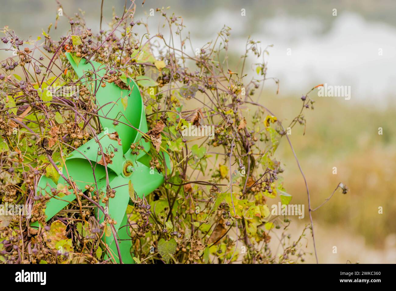 Green pinwheel entangled in vines and leaves with blurred background in ...
