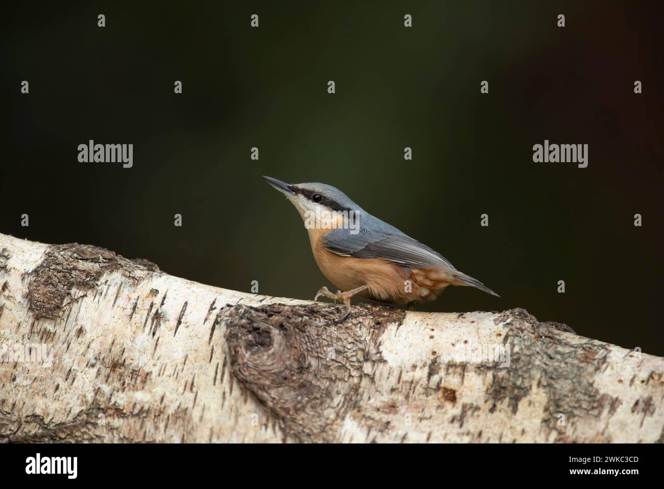 European nuthatch (Sitta europaea) adult bird on a tree branch, Wales ...