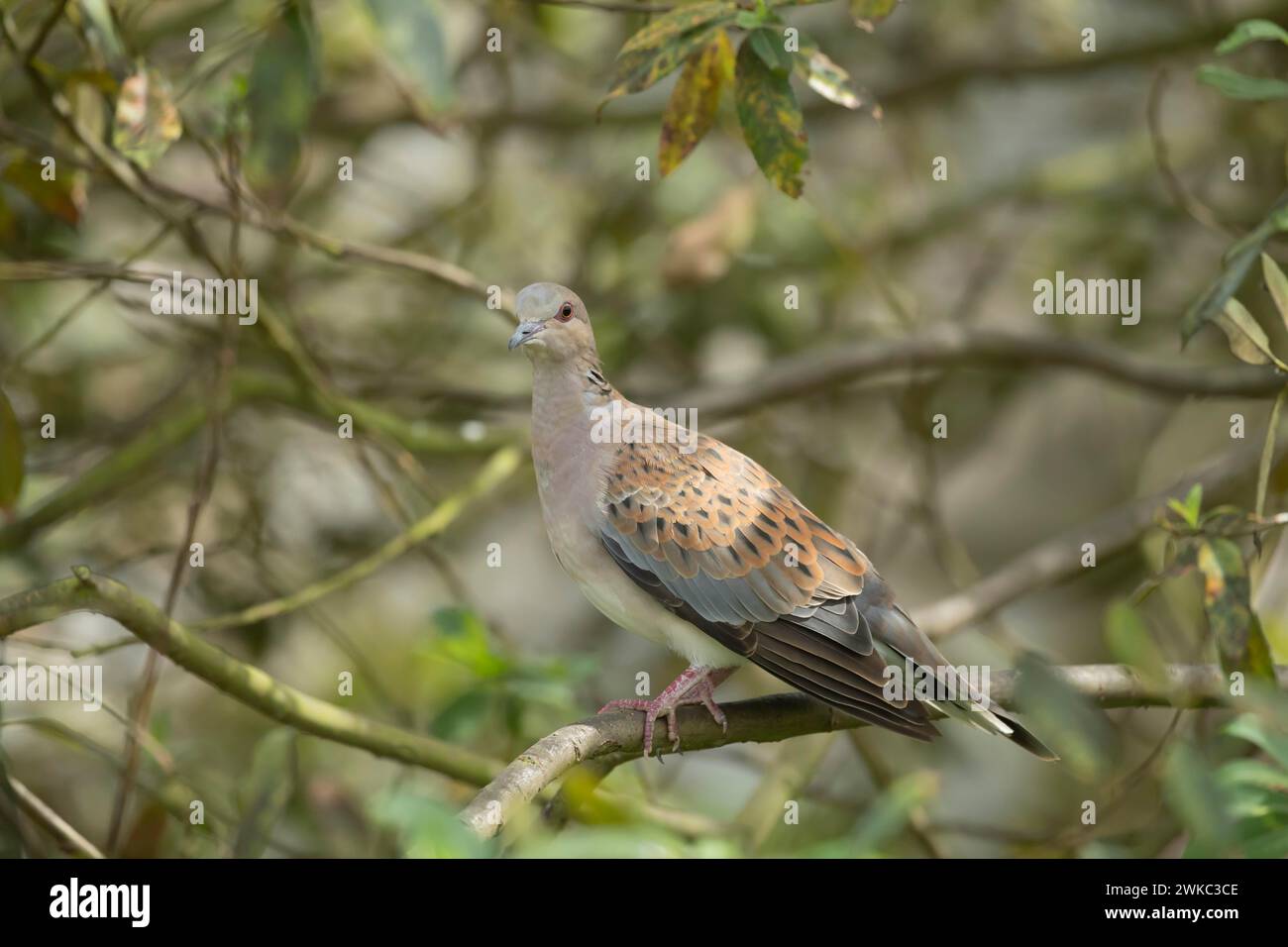 European turtle dove (Streptopelia turtur) adult bird on a tree branch ...