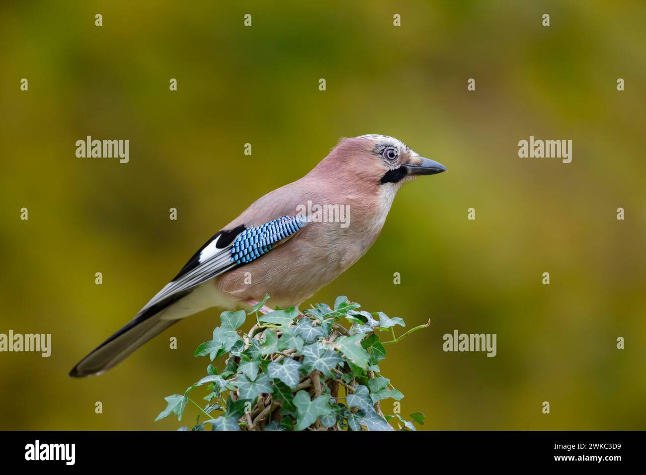 Eurasian jay (Garrulus glandarius) adult bird on an ivy covered tree ...