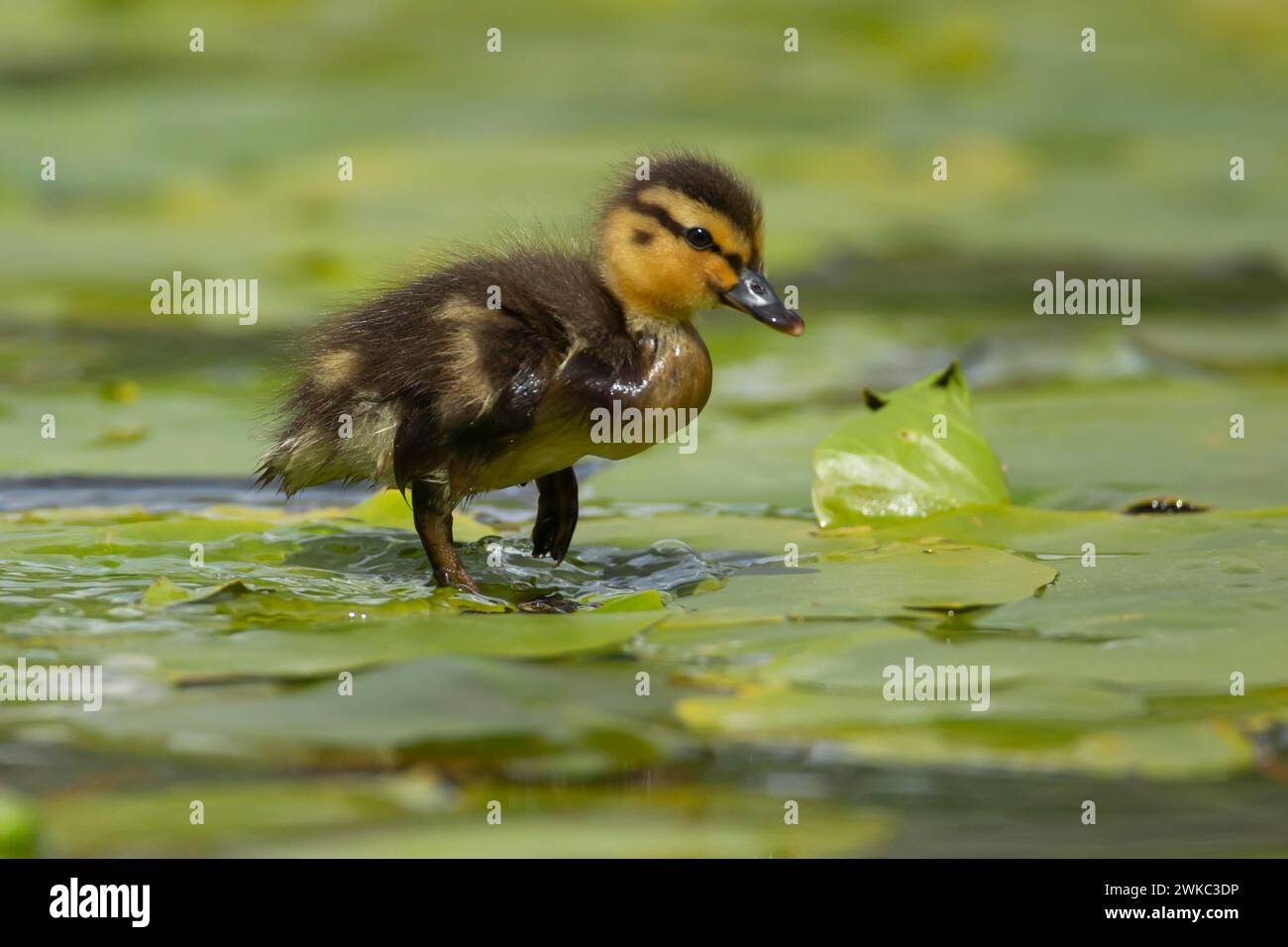 Mallard duck (Anas platyrhynchos) juvenile baby duckling walking on a ...