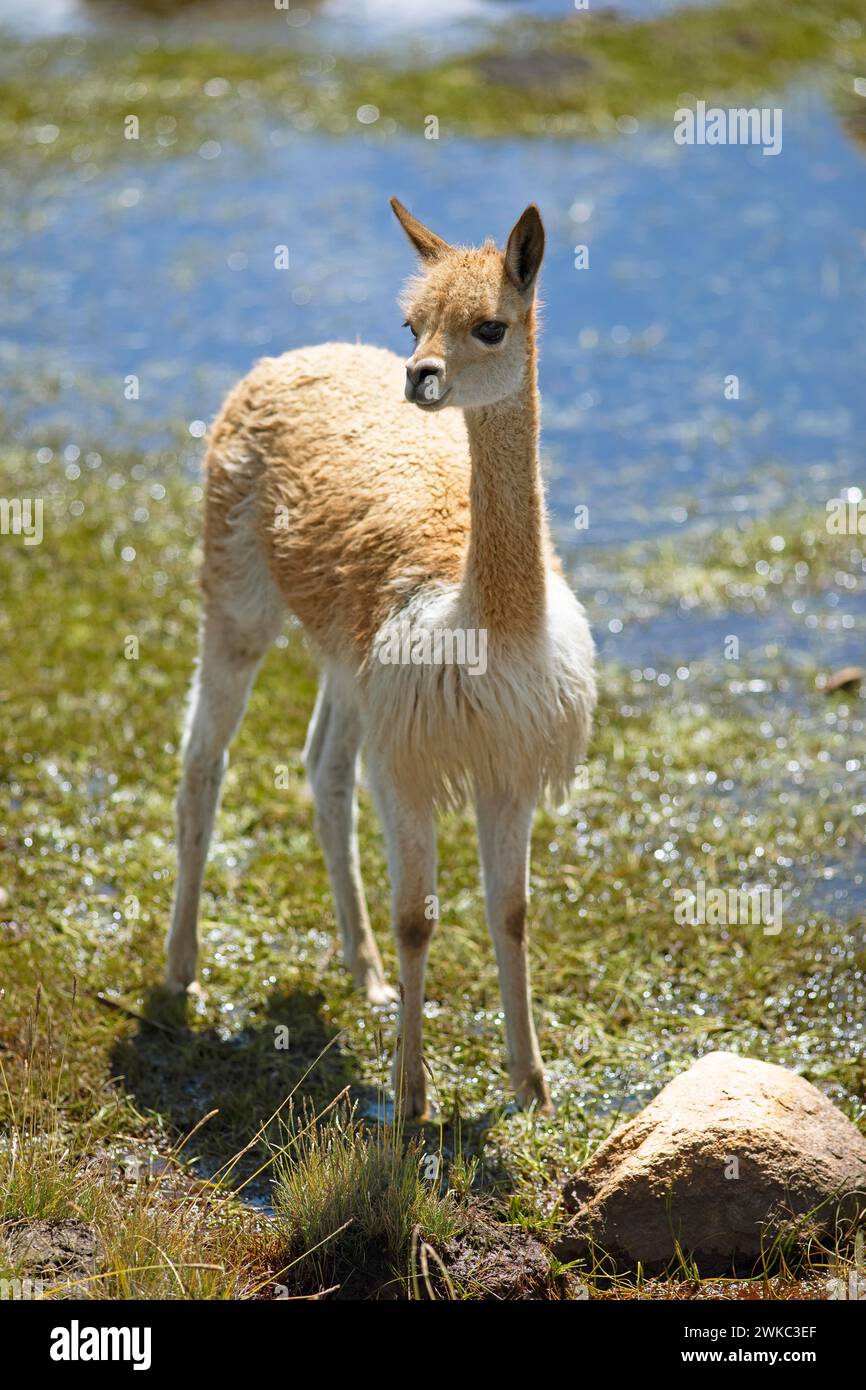 Highlands vicuna peruvian hi-res stock photography and images - Alamy