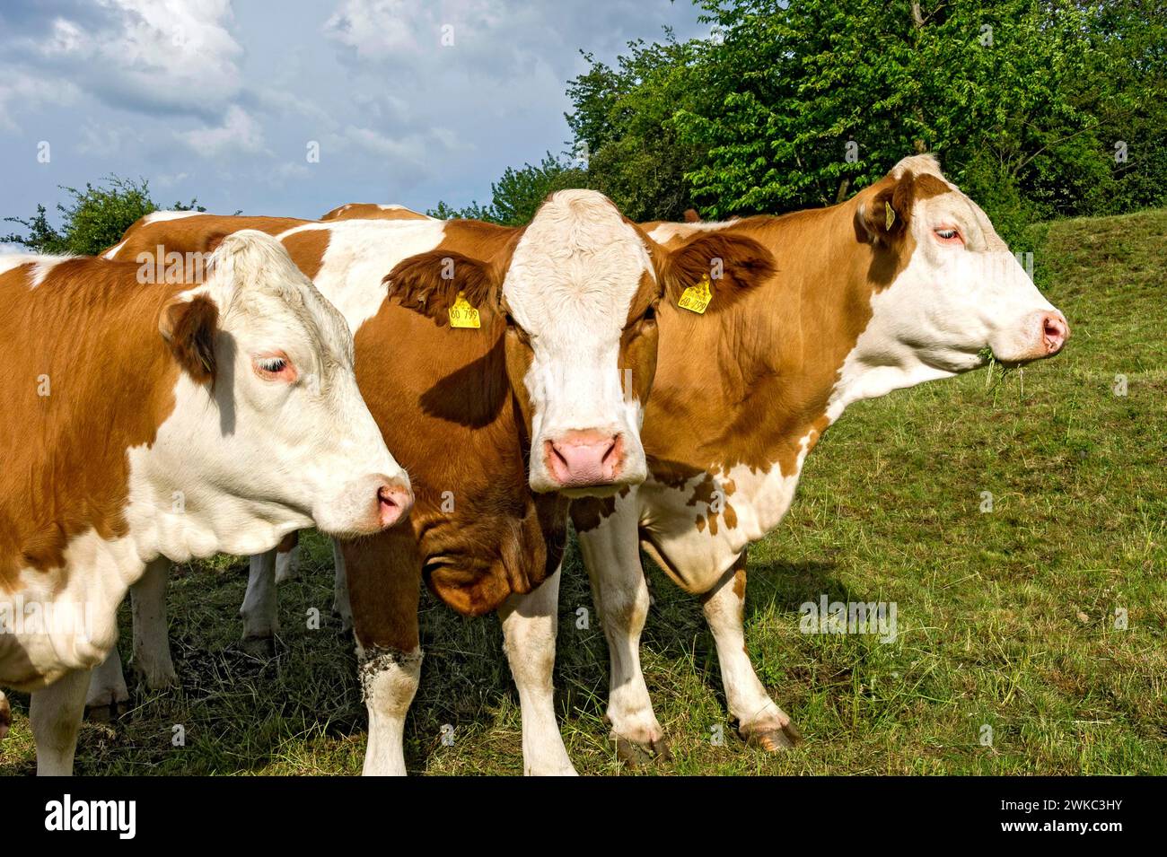 Female domestic cattles (Bos taurus) without horns, curious cows on ...