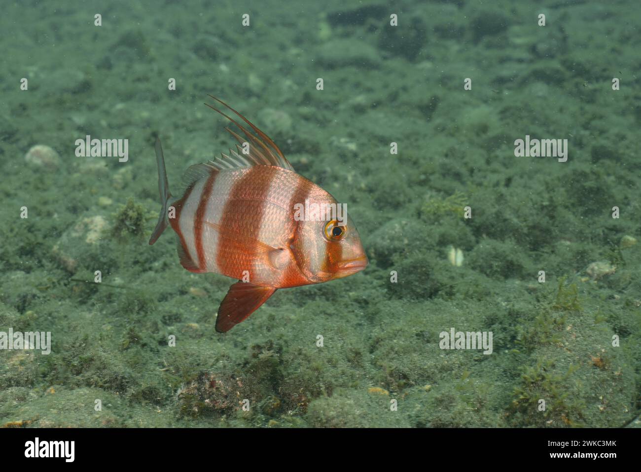 Redbanded seabream (Pagrus auriga), sea bream, dive site El Cabron ...
