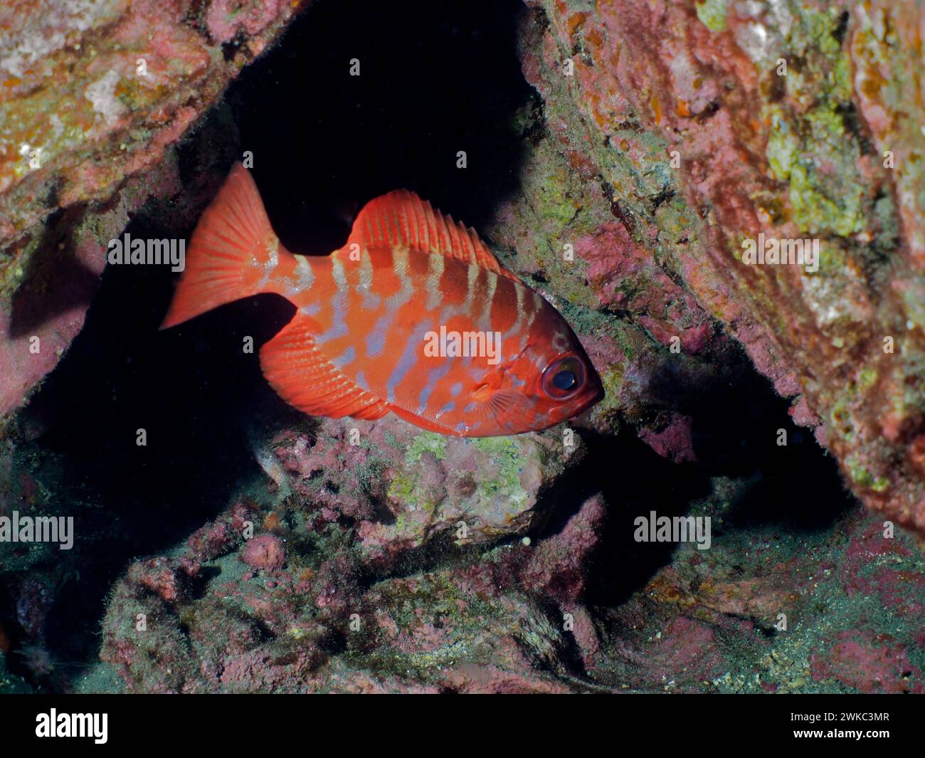 Bigeye glasseye snapper (Heteropriacanthus cruentatus), dive site ...