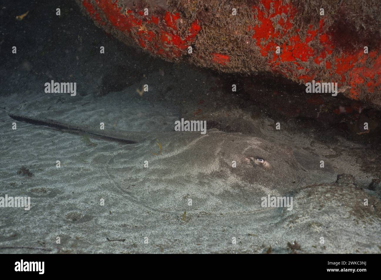 Round stingray (Taeniura grabata), dive site El Cabron Marine Reserve ...