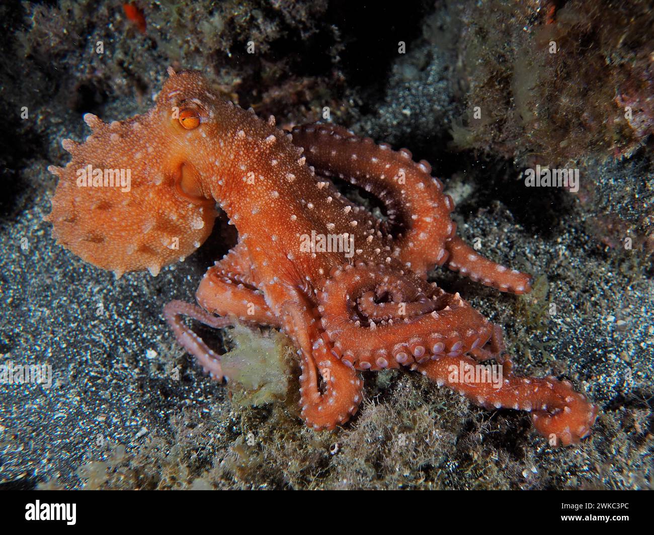 White spotted octopus octopus macropus hi-res stock photography and ...