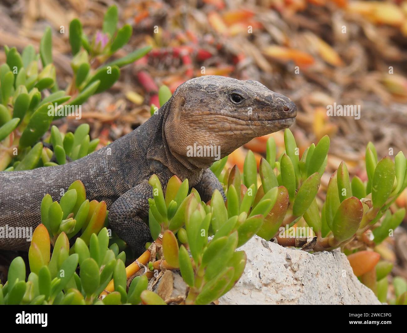 Gran Canaria giant lizard (Gallotia stehlini), Gran Canaria, Spain ...
