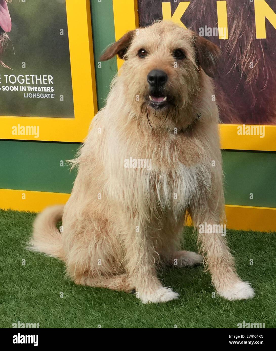 Arthur the king 2024 hi-res stock photography and images - Alamy