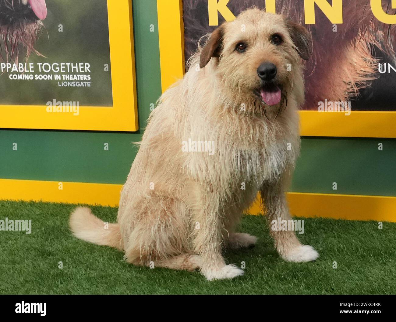 Arthur the king 2024 hi-res stock photography and images - Alamy