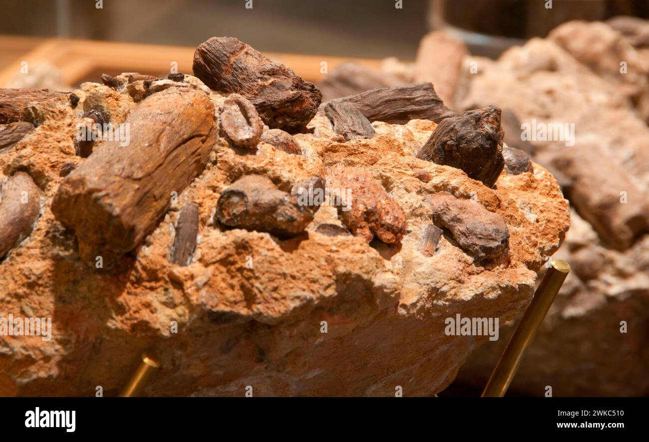 Fossil exhibit at Thomas Condon Paleontology Center, John Day Fossil ...