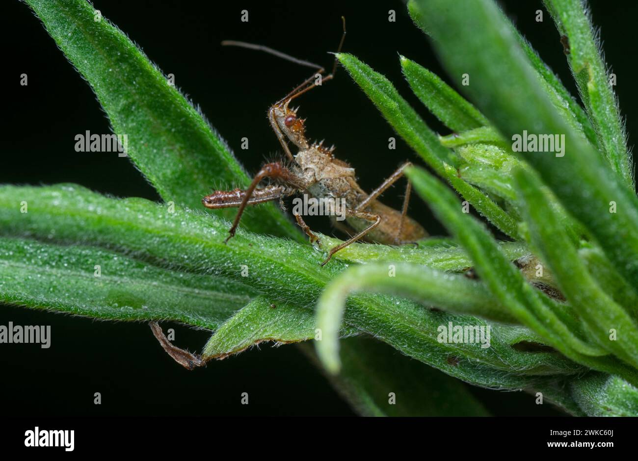 Brown legged beetle hi-res stock photography and images - Alamy