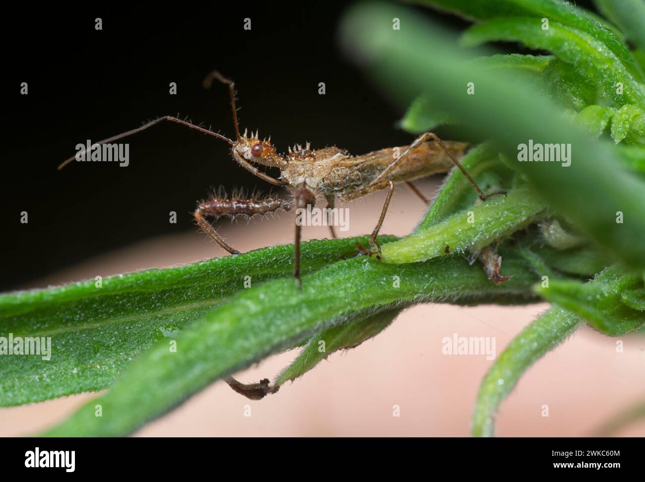 Assassin beetle hi-res stock photography and images - Alamy