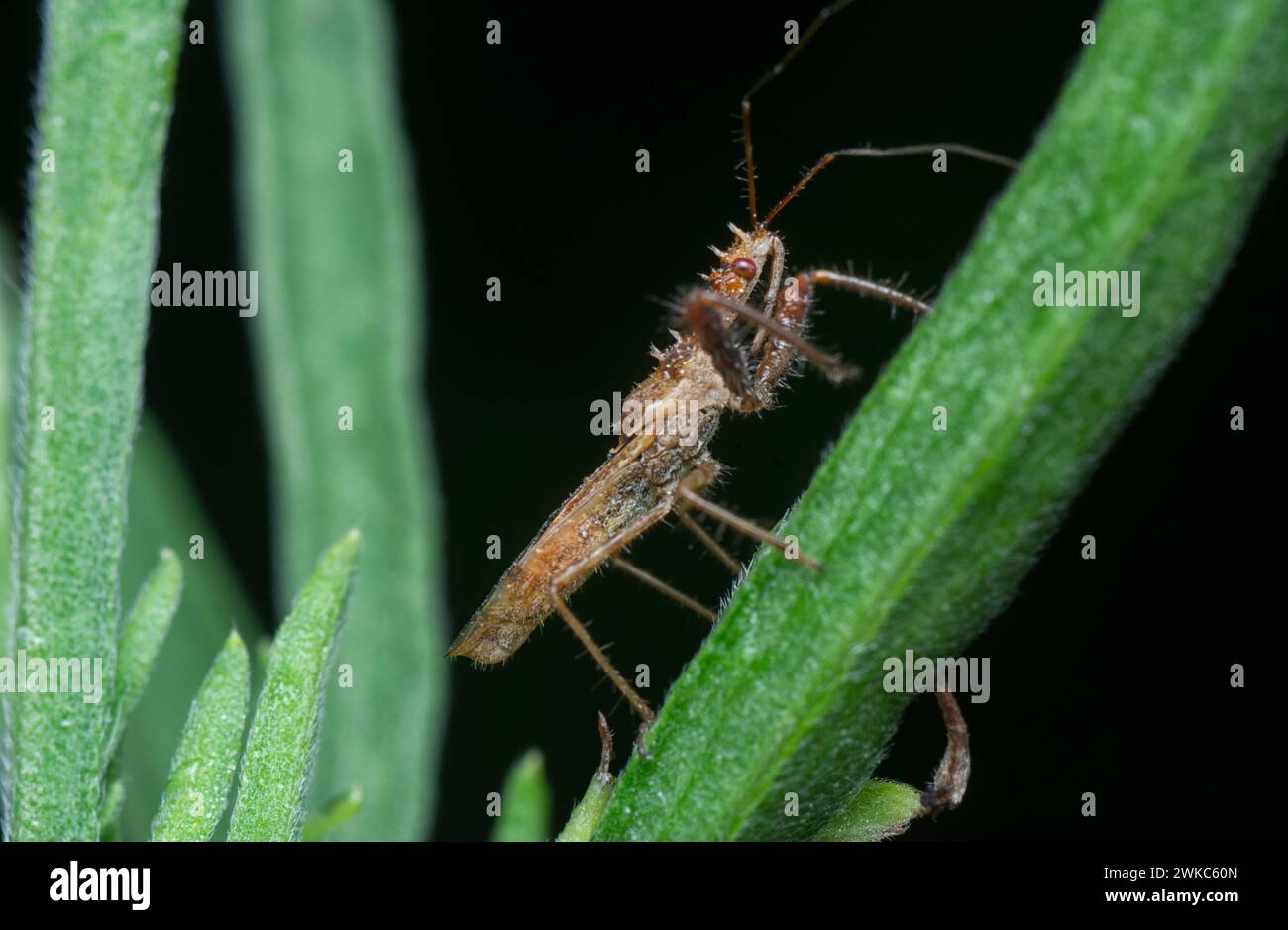 Brown assassin bug hi-res stock photography and images - Alamy