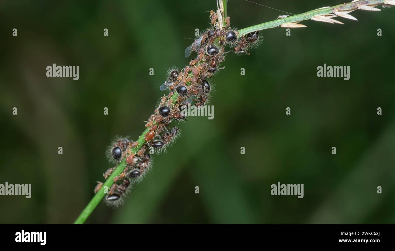 Ants with shield bug hi-res stock photography and images - Alamy