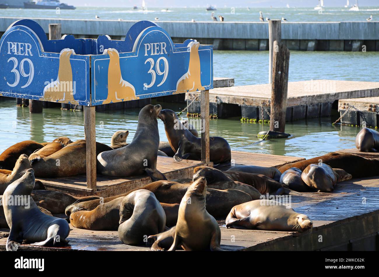 Animal by pier hi-res stock photography and images - Alamy