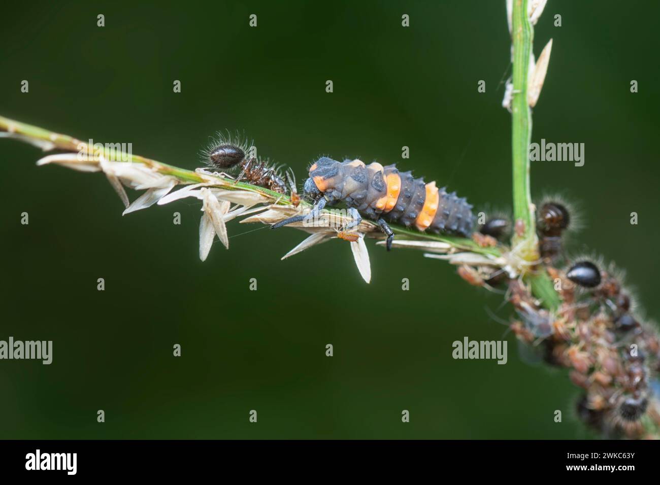 Ants with shield bug hi-res stock photography and images - Alamy