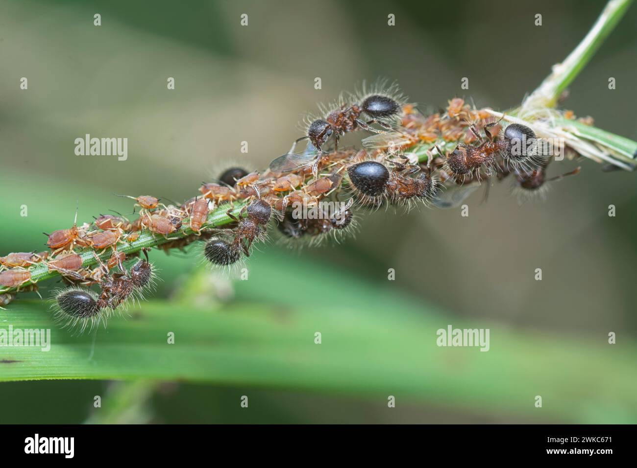 Ants with shield bug hi-res stock photography and images - Alamy