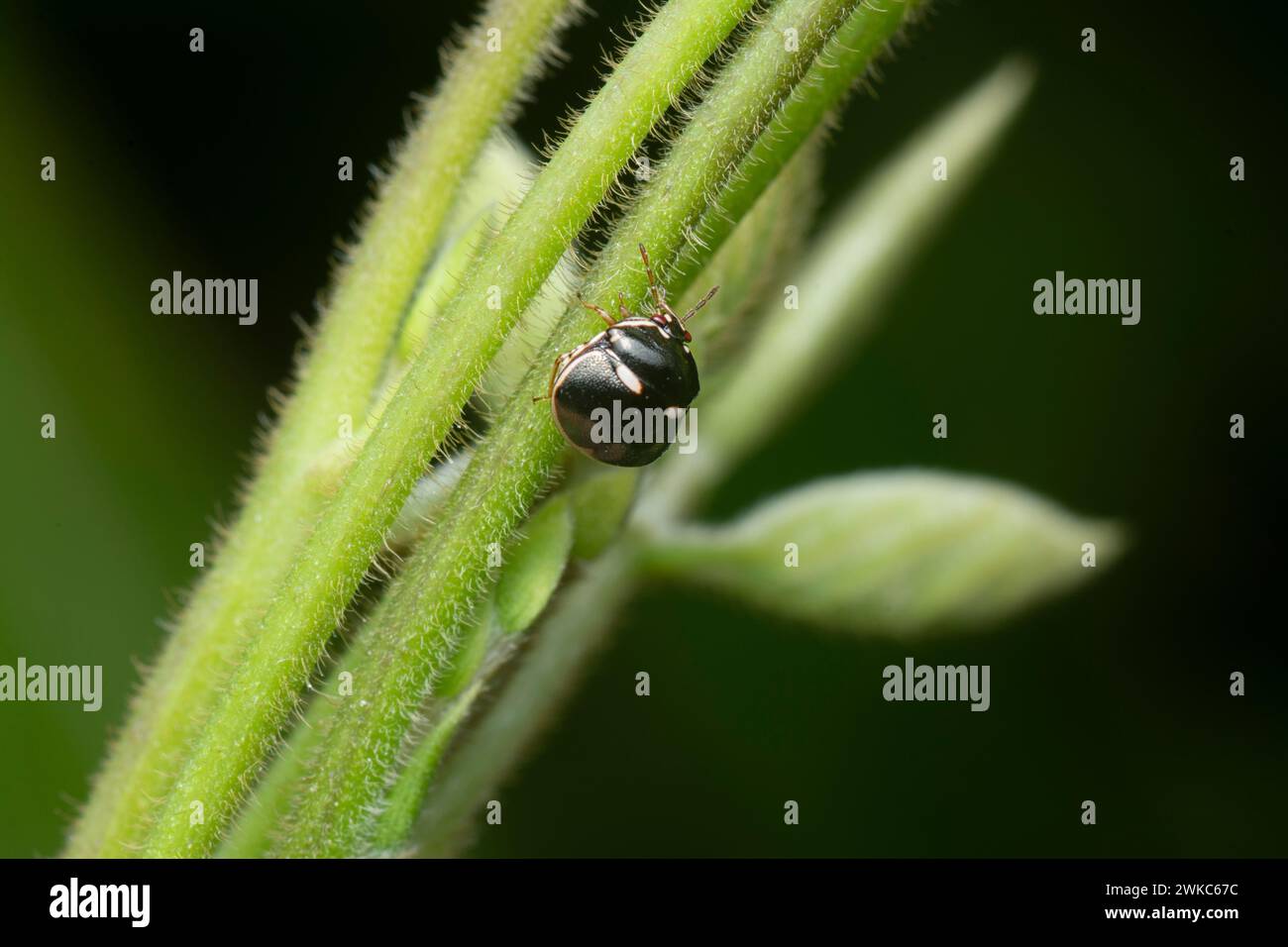Pill beetle hi-res stock photography and images - Alamy