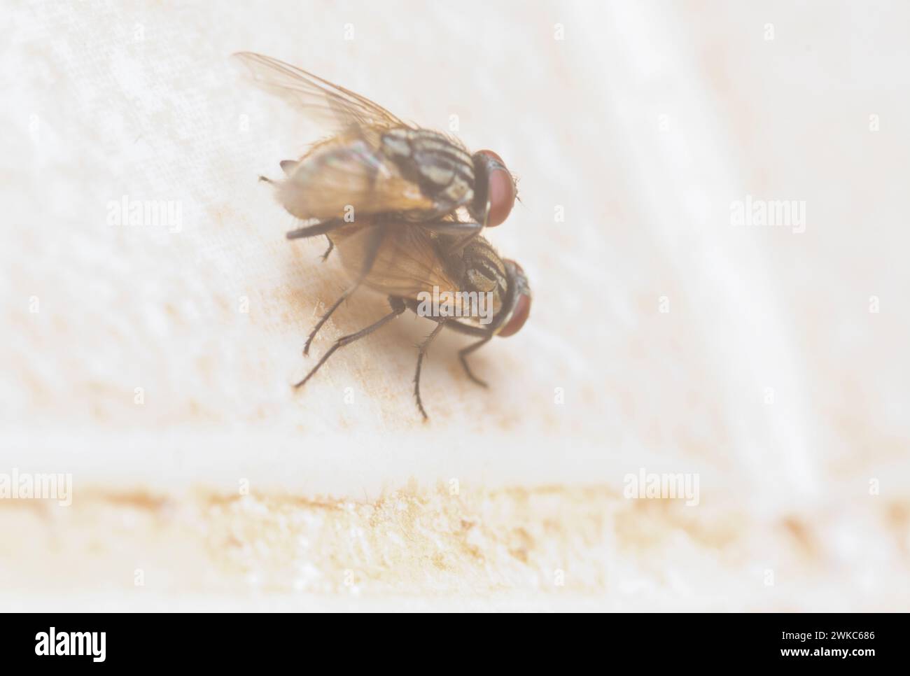 Musca autumnalis hi-res stock photography and images - Alamy