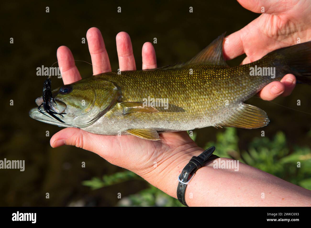 Smallmouth bass from John Day Wild and Scenic River from Pinnacles ...