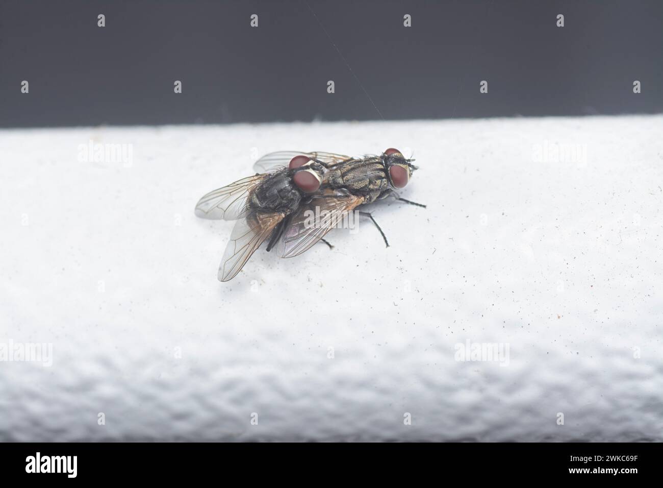 Musca autumnalis hi-res stock photography and images - Alamy