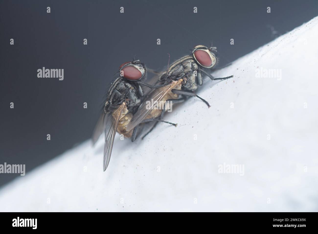 Musca autumnalis hi-res stock photography and images - Alamy