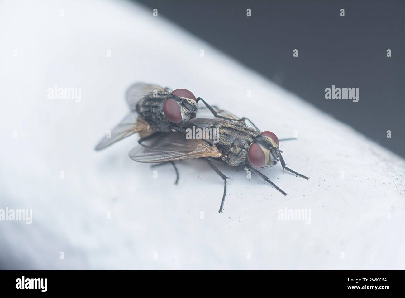 House fly musca domestica leg hi-res stock photography and images - Alamy