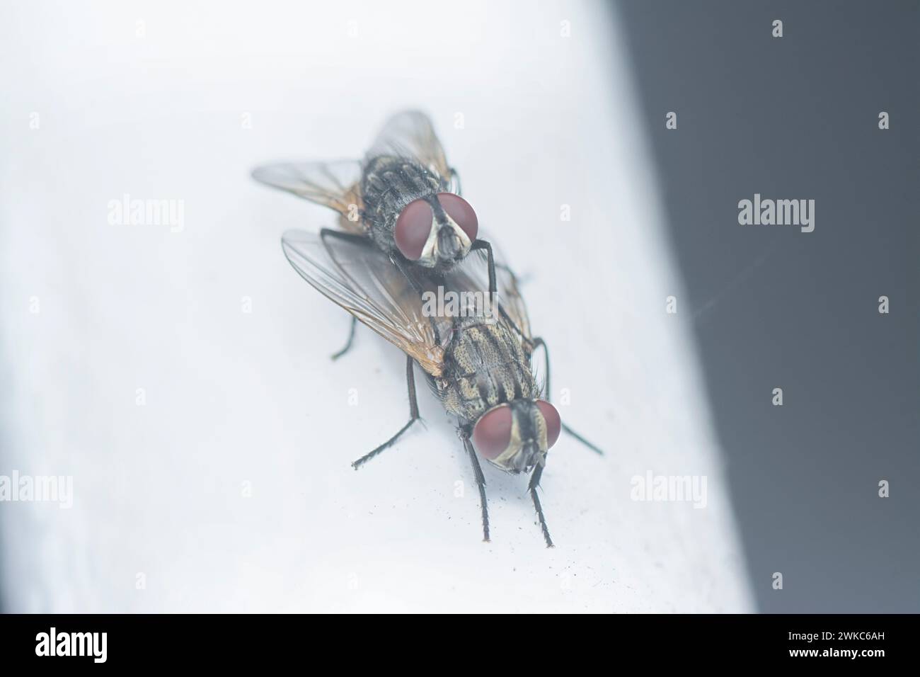 Musca autumnalis hi-res stock photography and images - Alamy