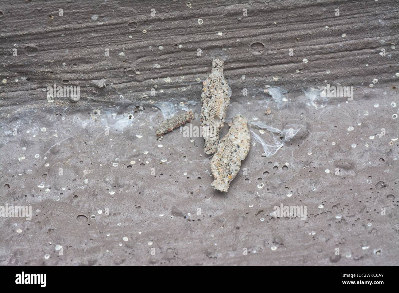 Casebearer hi-res stock photography and images - Alamy