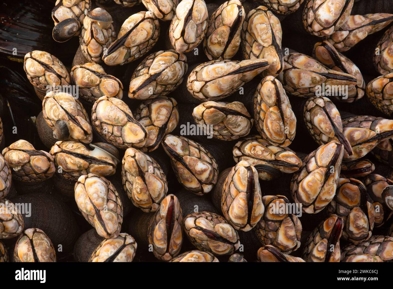 Gooseneck barnacles (Pollicipes polymerus), Yachats State Park, Oregon ...