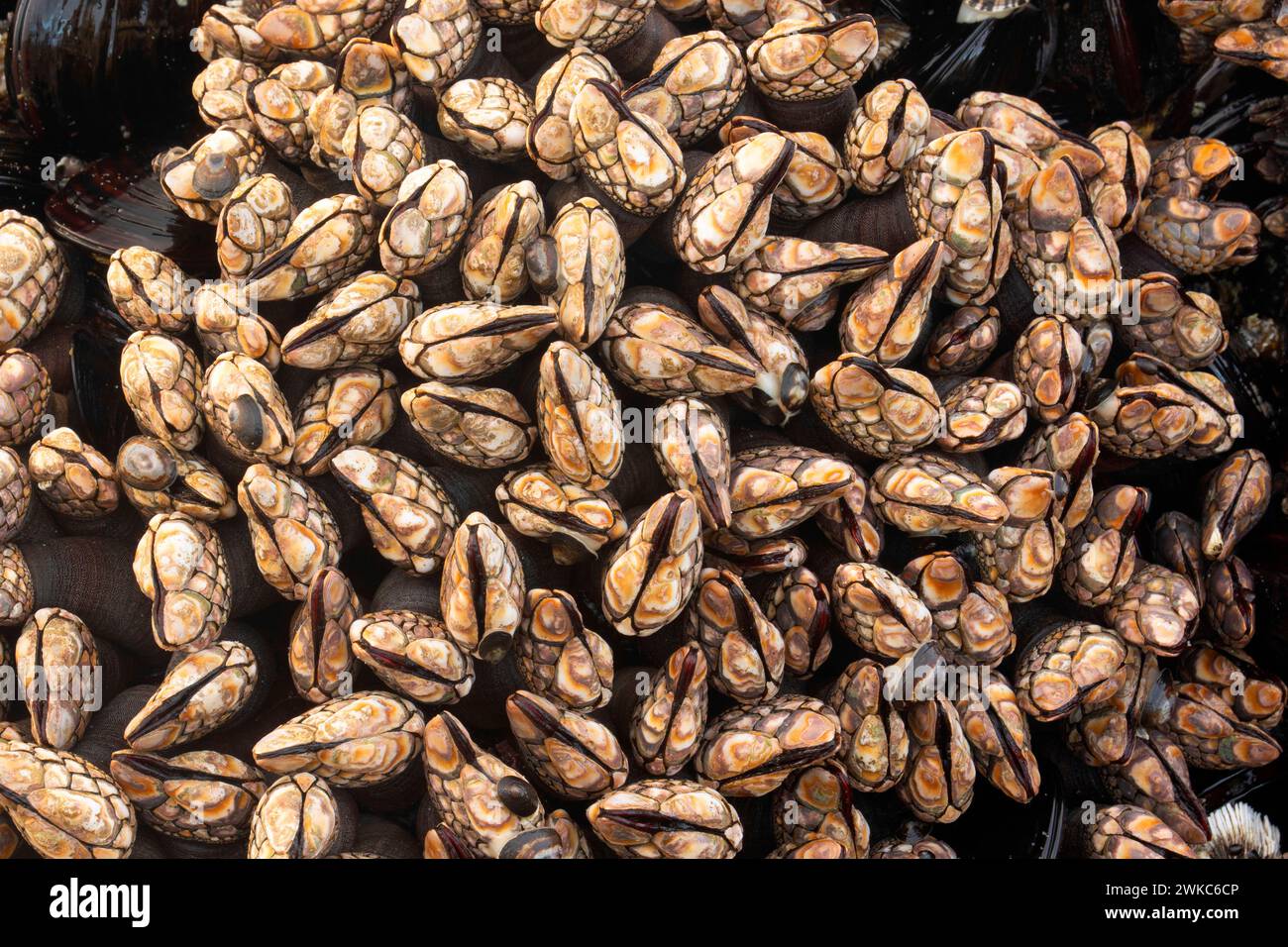 Gooseneck barnacles (Pollicipes polymerus), Yachats State Park, Oregon ...