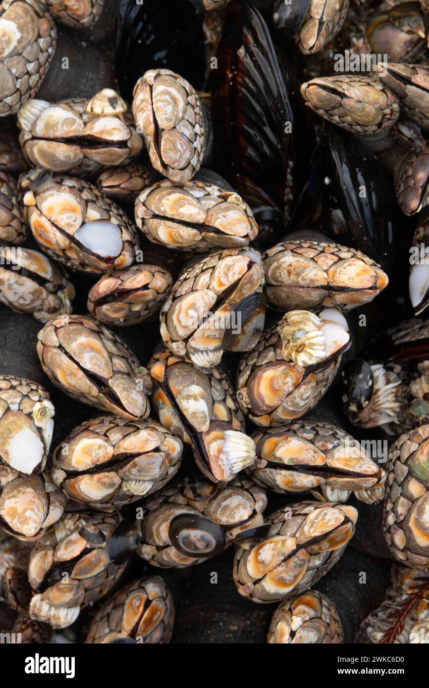 Gooseneck barnacles (Pollicipes polymerus), Yachats State Park, Oregon ...