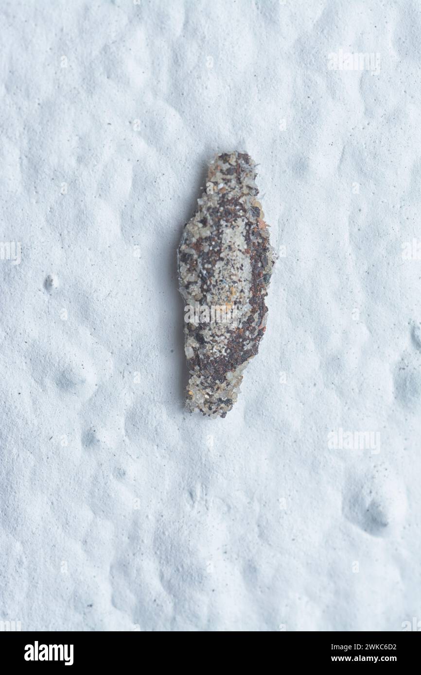 close shot of the plaster bagworm Stock Photo - Alamy