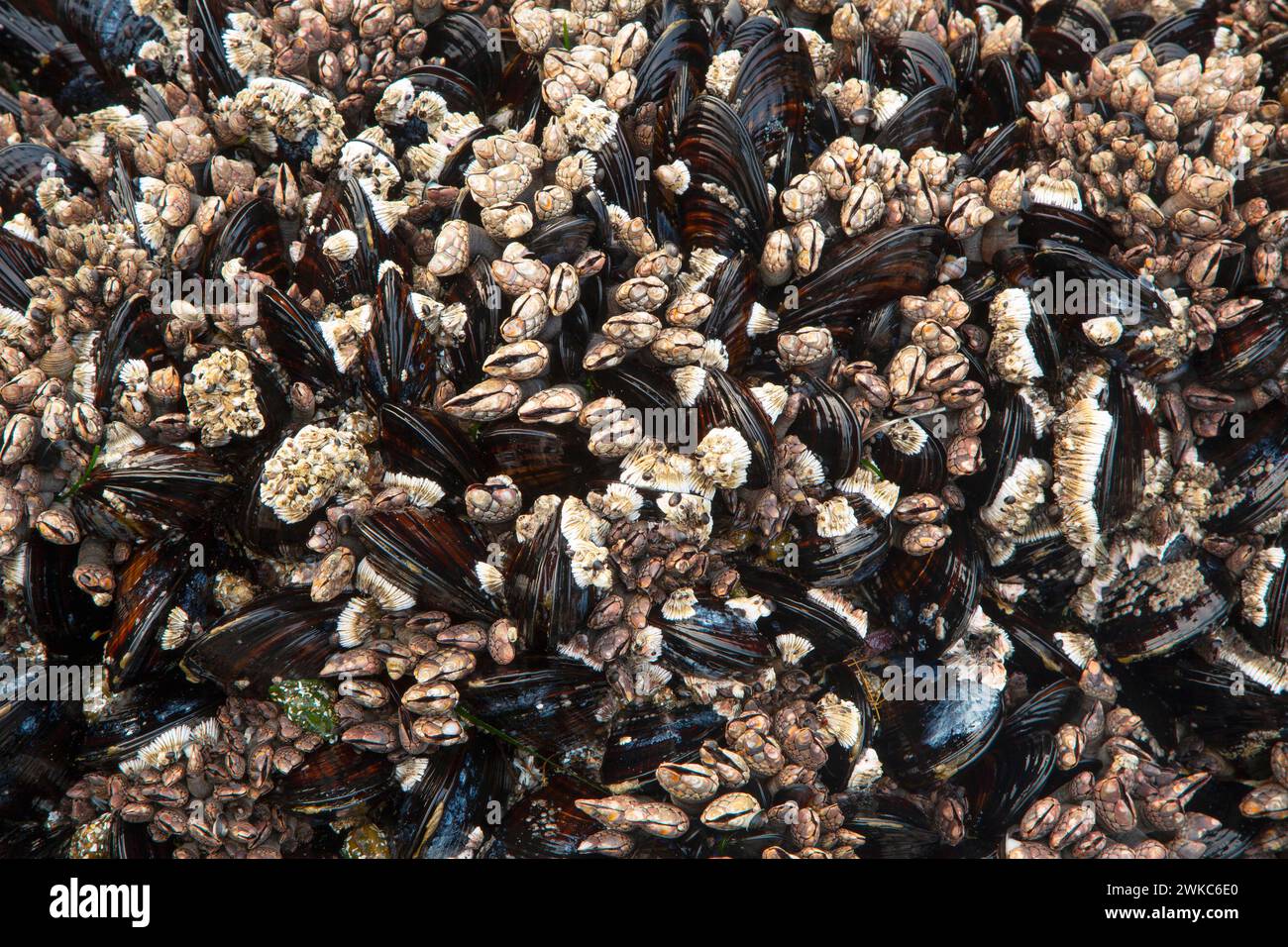 California Mussel (Mytilus californianus) with Gooseneck barnacles ...
