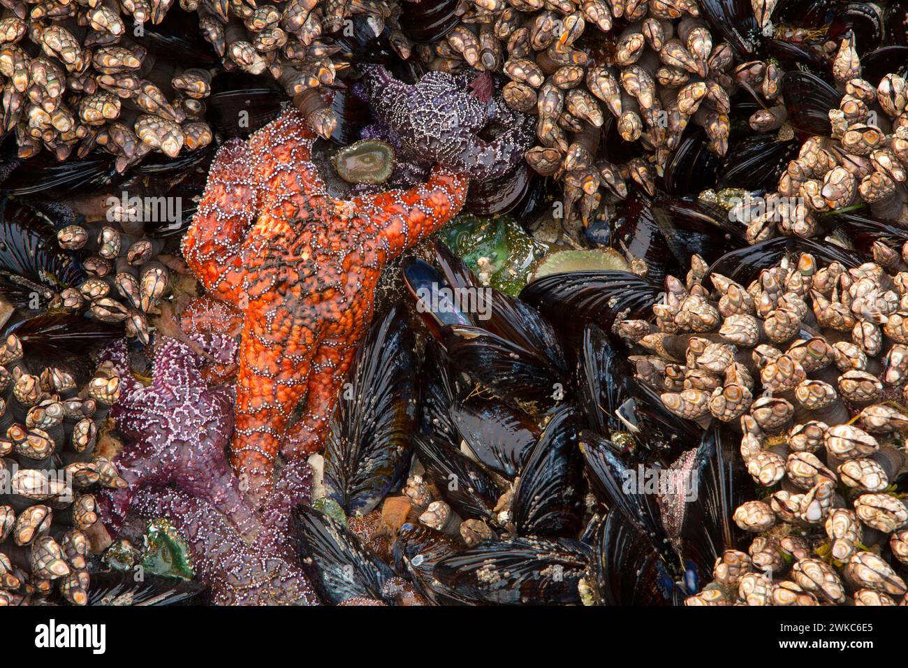Ochre starfish (Pisaster ochraceous) with California Mussel (Mytilus ...