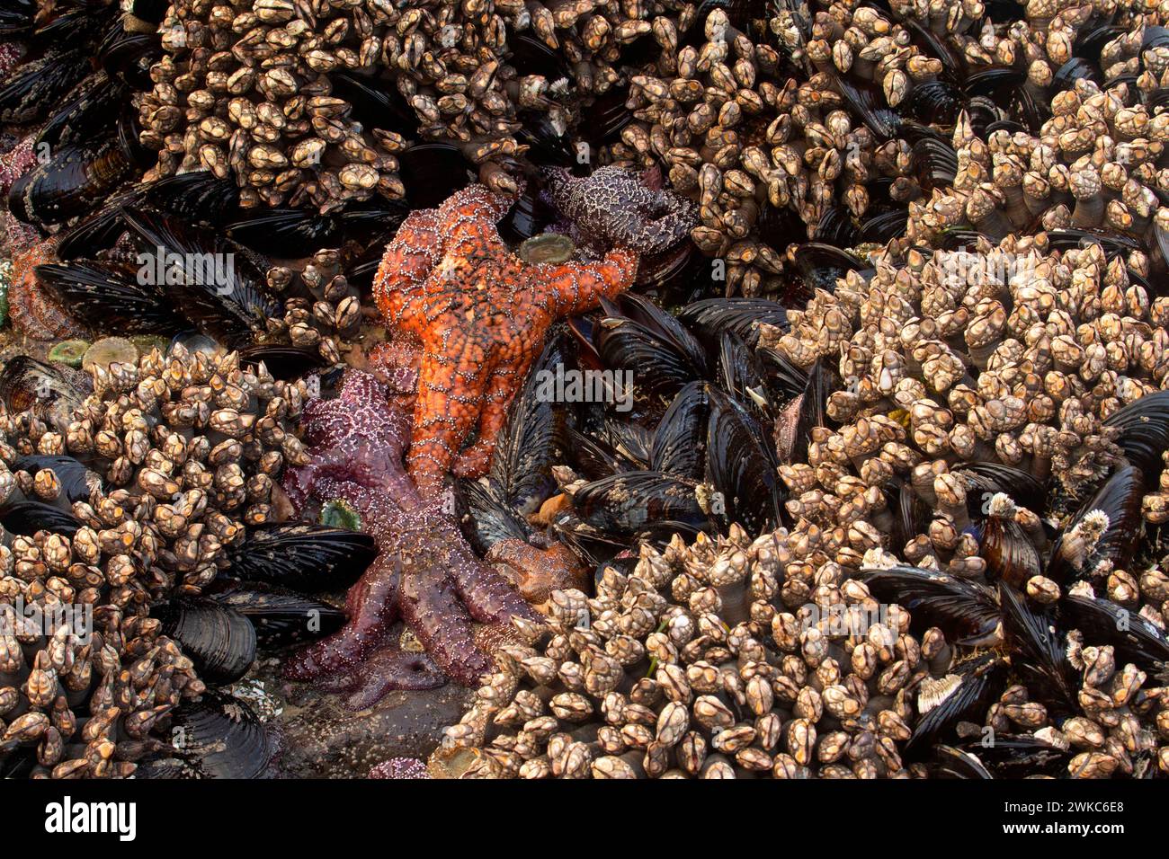 Ochre starfish (Pisaster ochraceous) with California Mussel (Mytilus ...