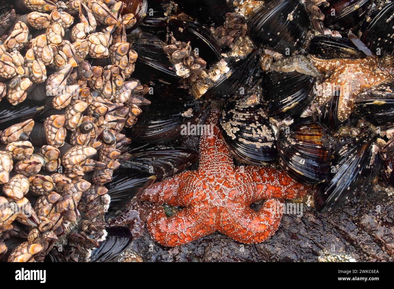 Ochre starfish (Pisaster ochraceous) with California Mussel (Mytilus ...
