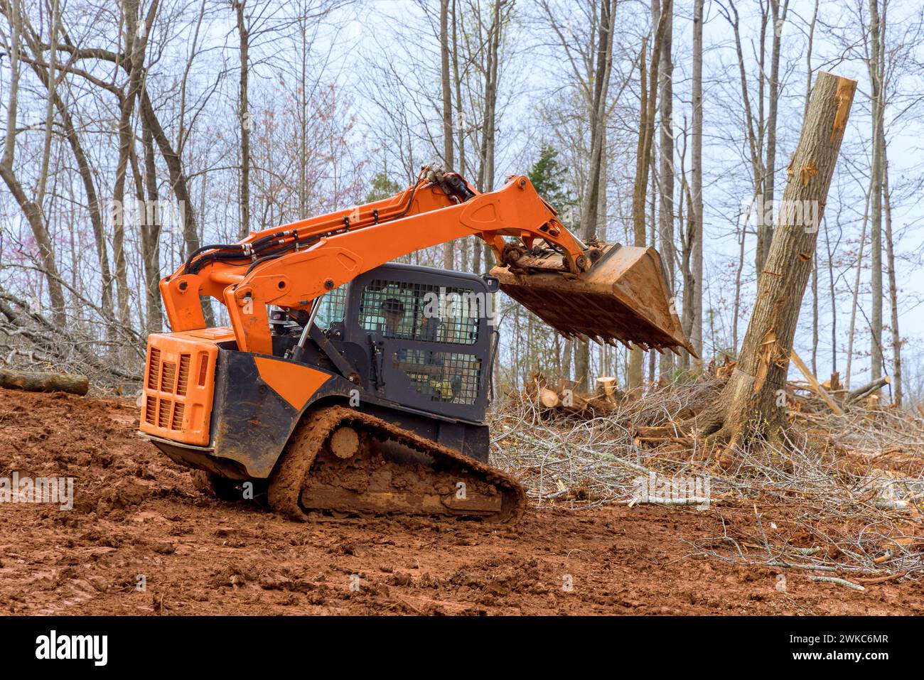 Excavators, tractors are uprooting trees for purpose of preparing site ...