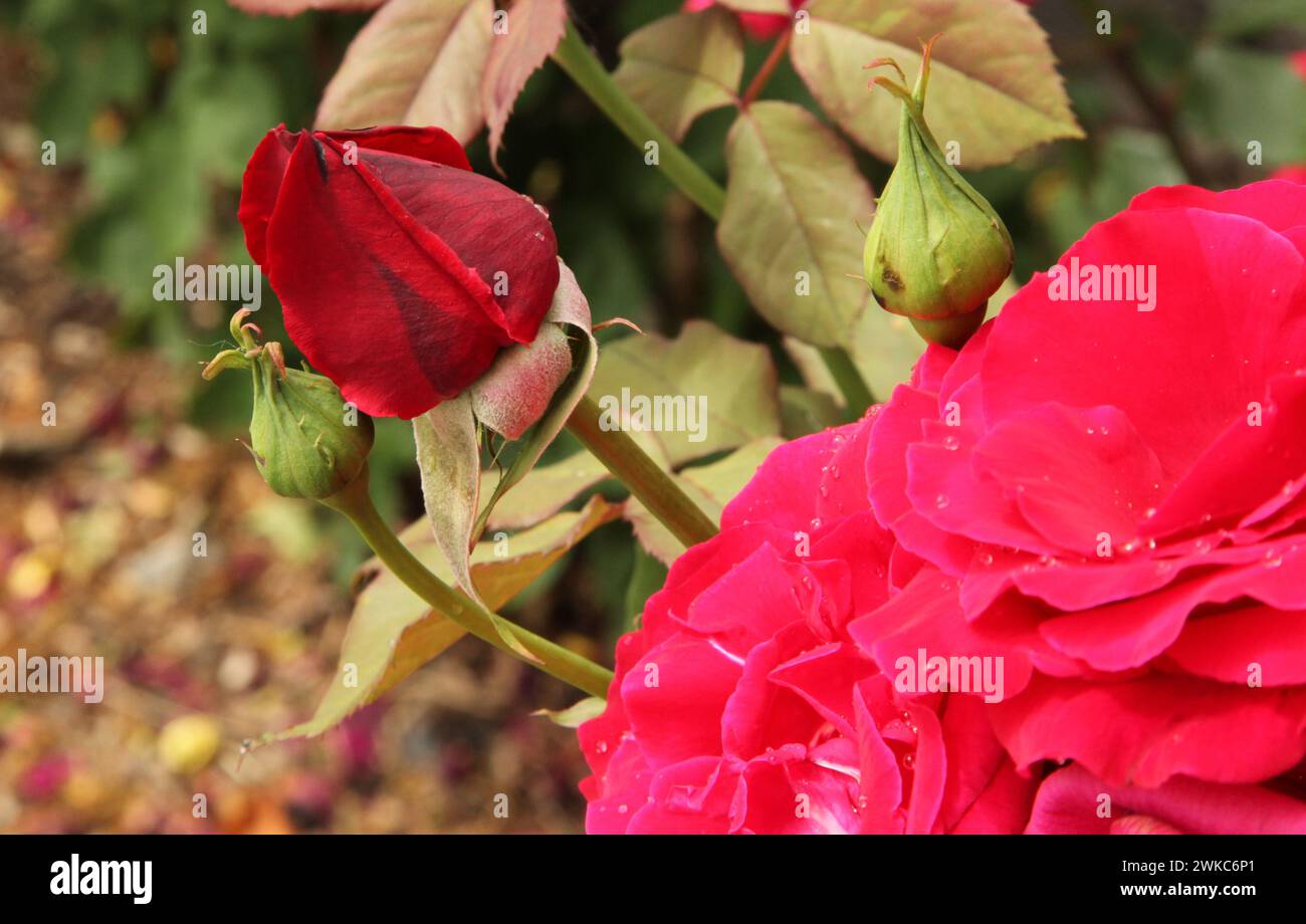 Outside closeup of bud and open red garden rose with water drops in ...