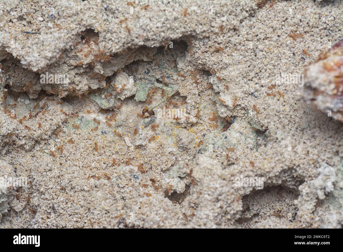 Sandy anthill nest on ground hi-res stock photography and images - Alamy