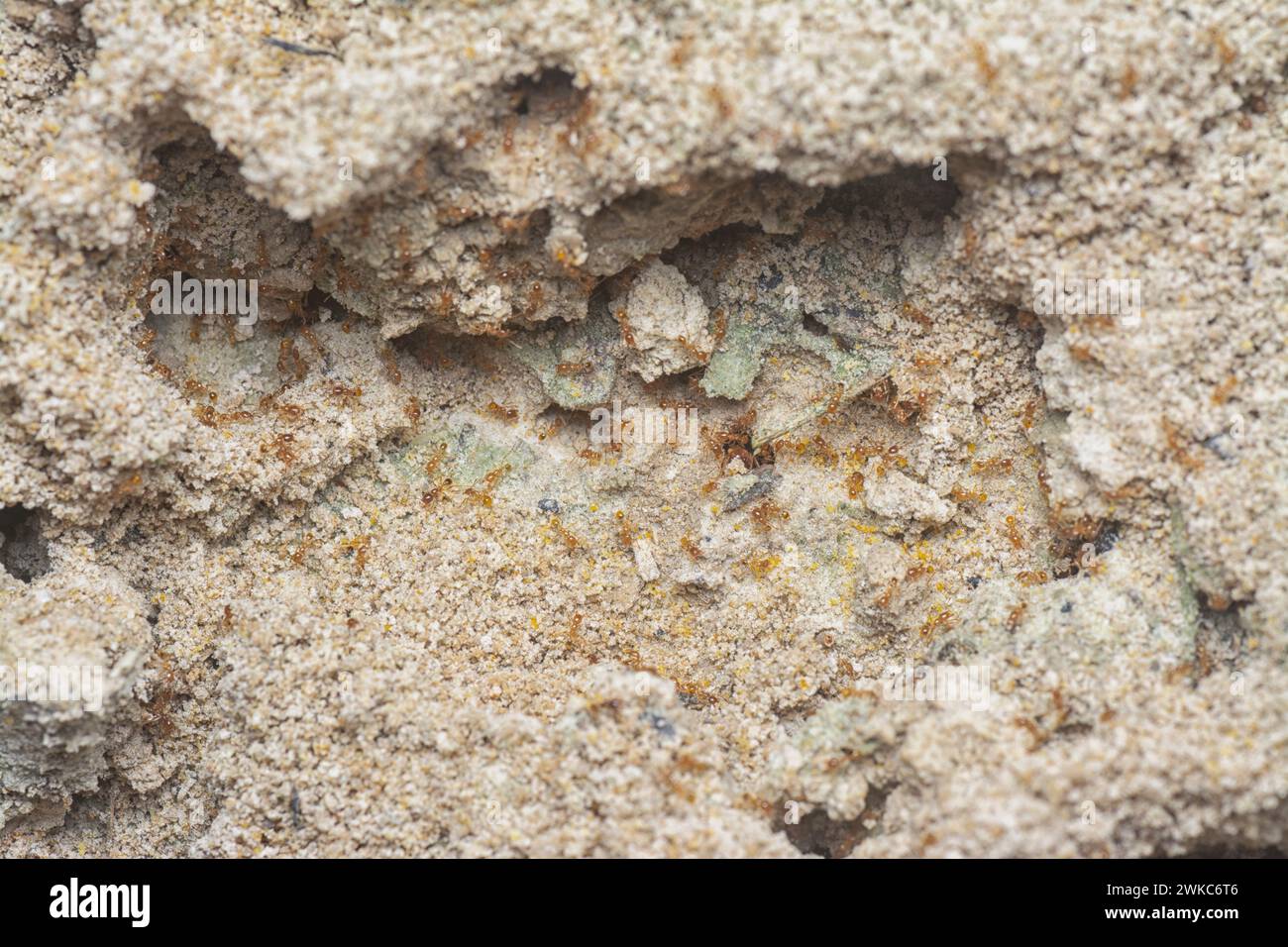 Sandy anthill nest on ground hi-res stock photography and images - Alamy