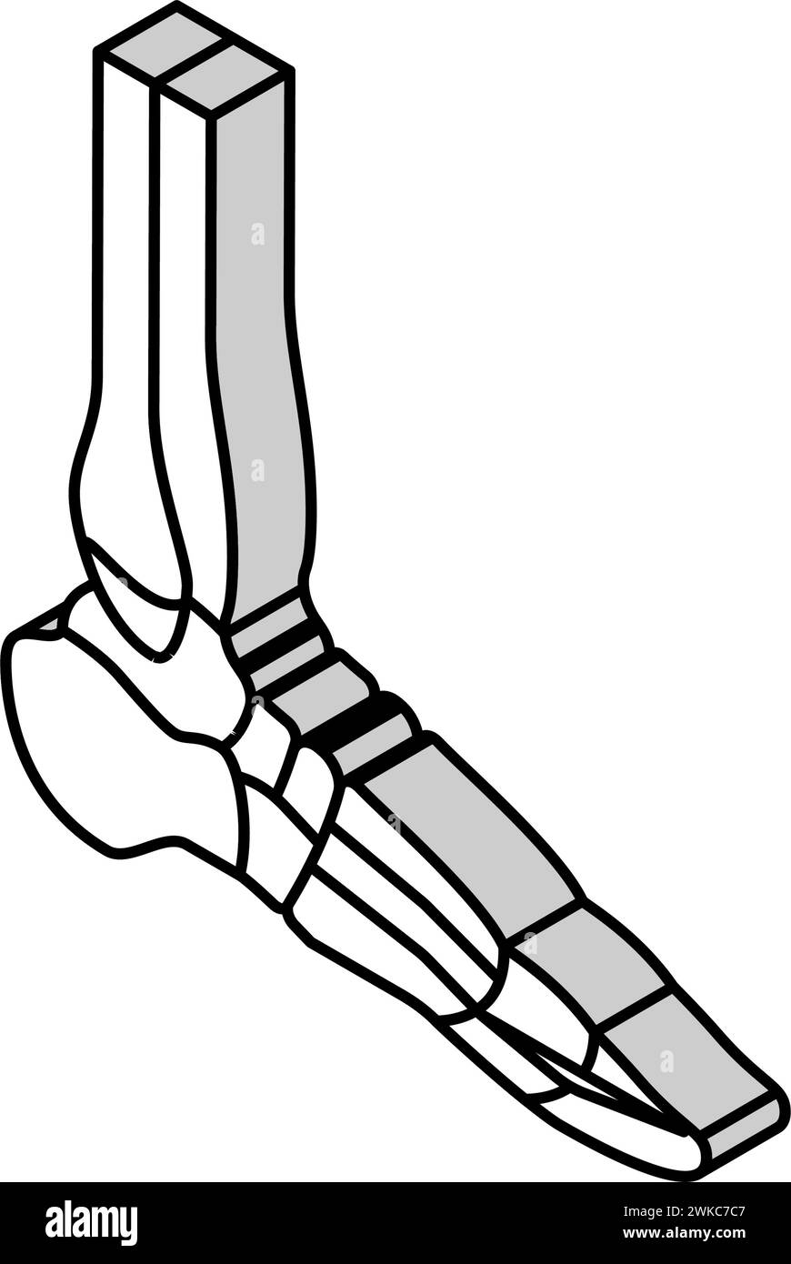 ankle bone isometric icon vector illustration Stock Vector Image & Art ...