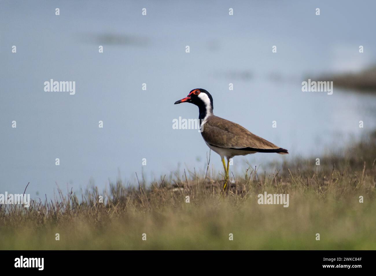 A beautiful Red-wattled Lapwing wading near the backwaters at Bhigwan ...