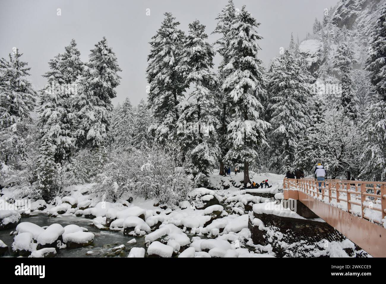 Gaganfir, India. 19th Feb, 2024. A visitor walks along the snow covered ...