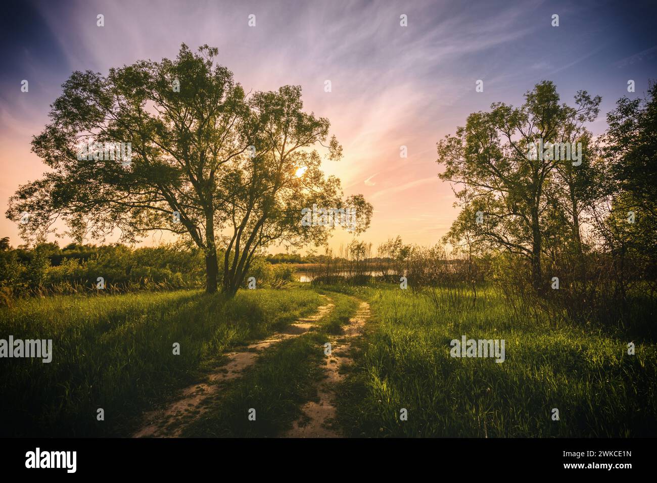 Sunset or sunrise at early summer or spring field with willow trees and ...