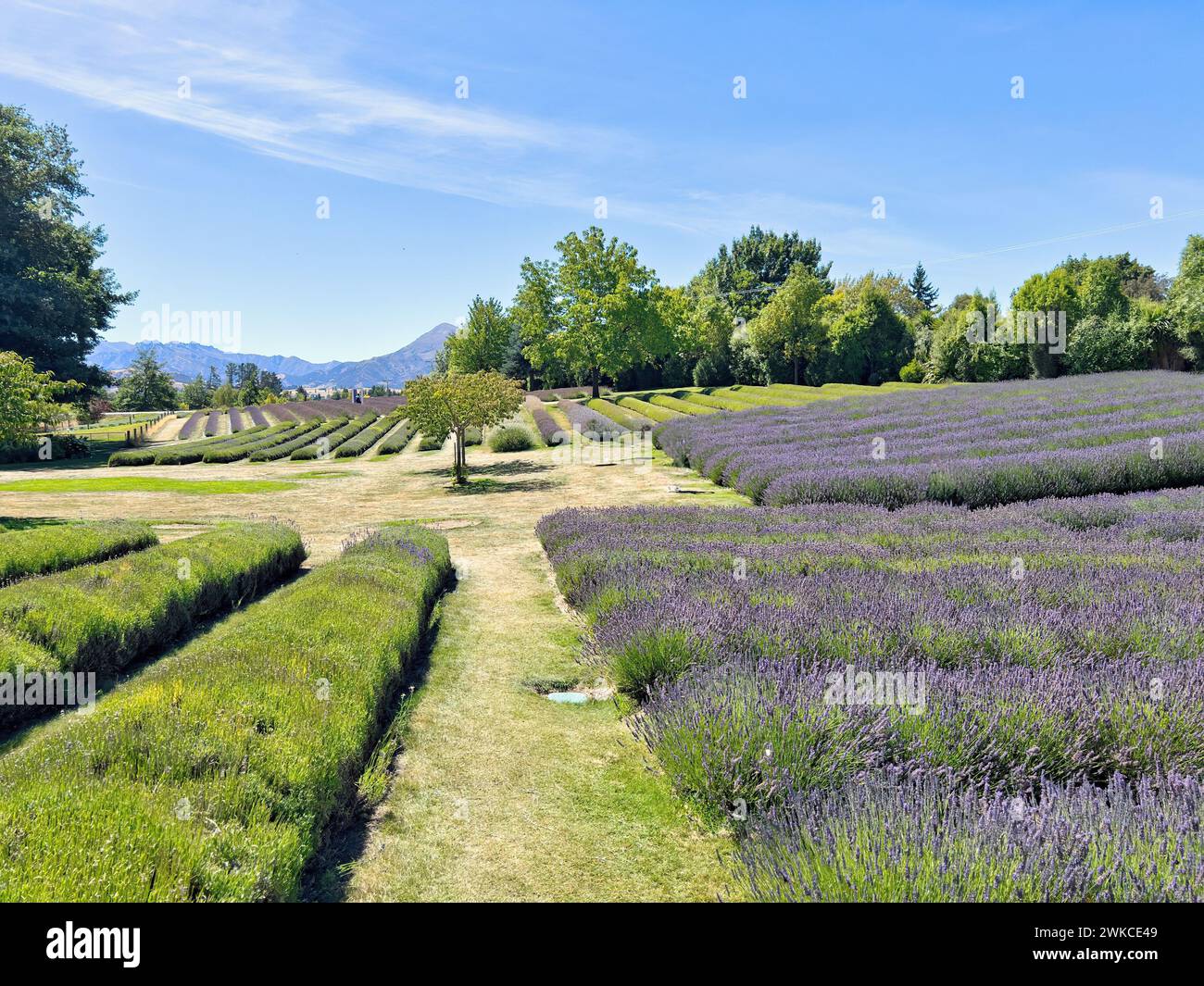 Beautiful lavender field with long purple rows. in bloom on a hot ...