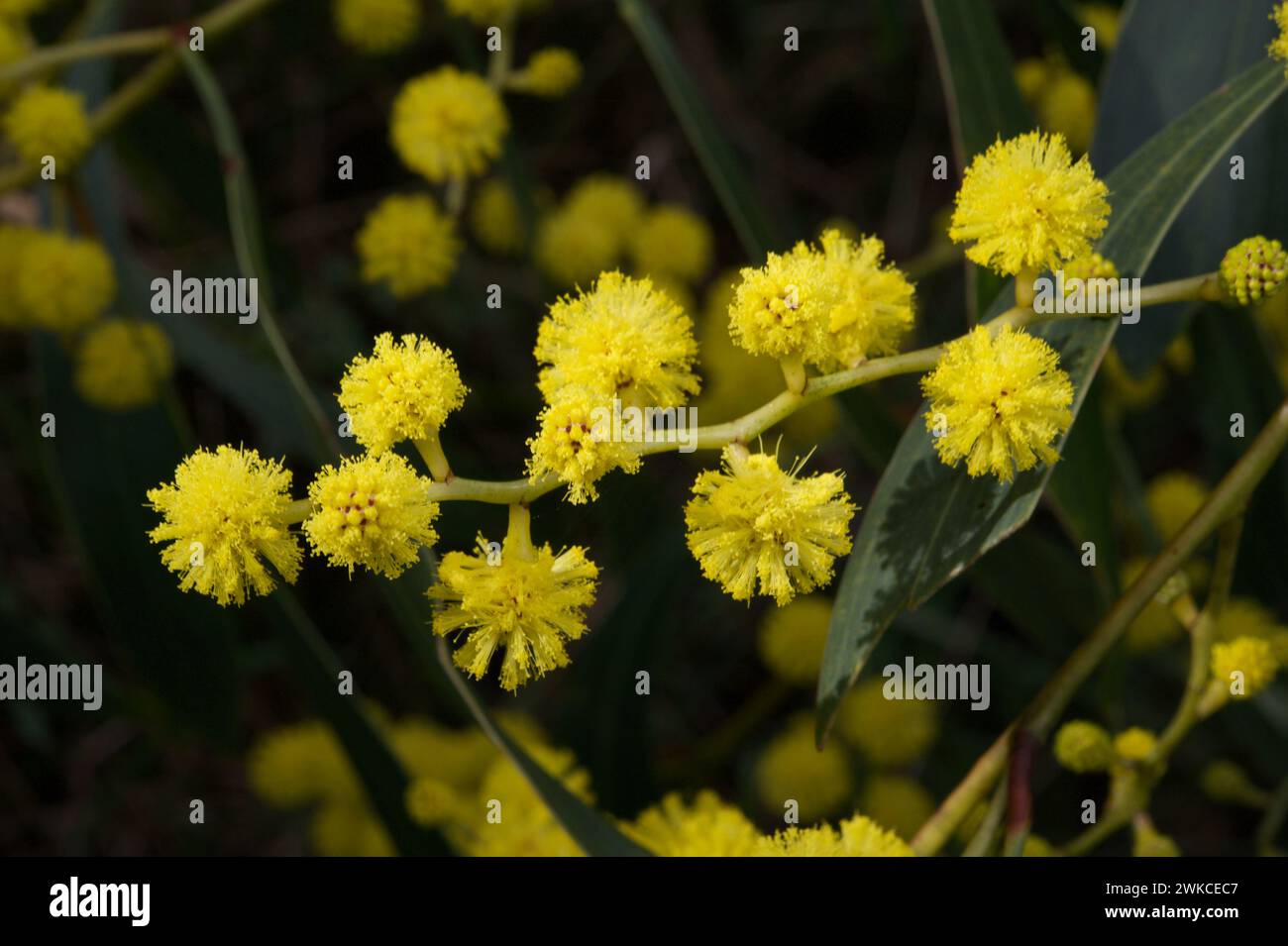 Golden Wattle in flower in Spring (Acacia Pycnantha) lives up to its ...