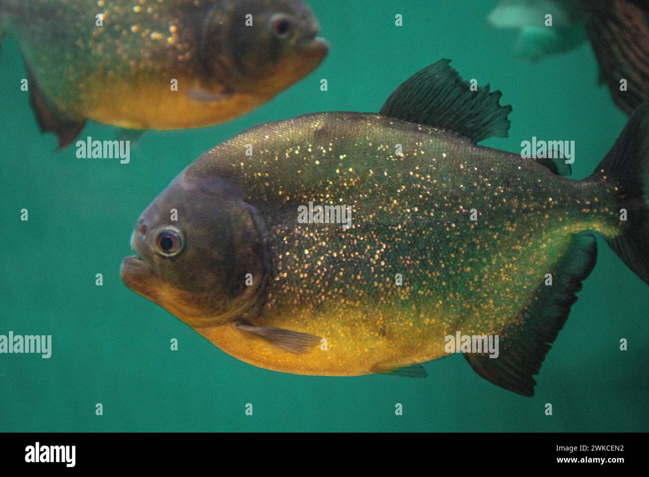 Piranha swimming hi-res stock photography and images - Alamy
