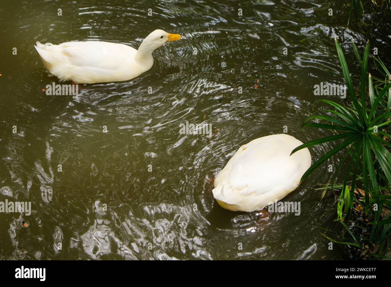 Two ducks in a pond hi-res stock photography and images - Alamy